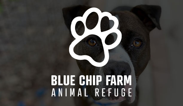 Blue Chip Farm Animal Refuge | Posture Interactive
